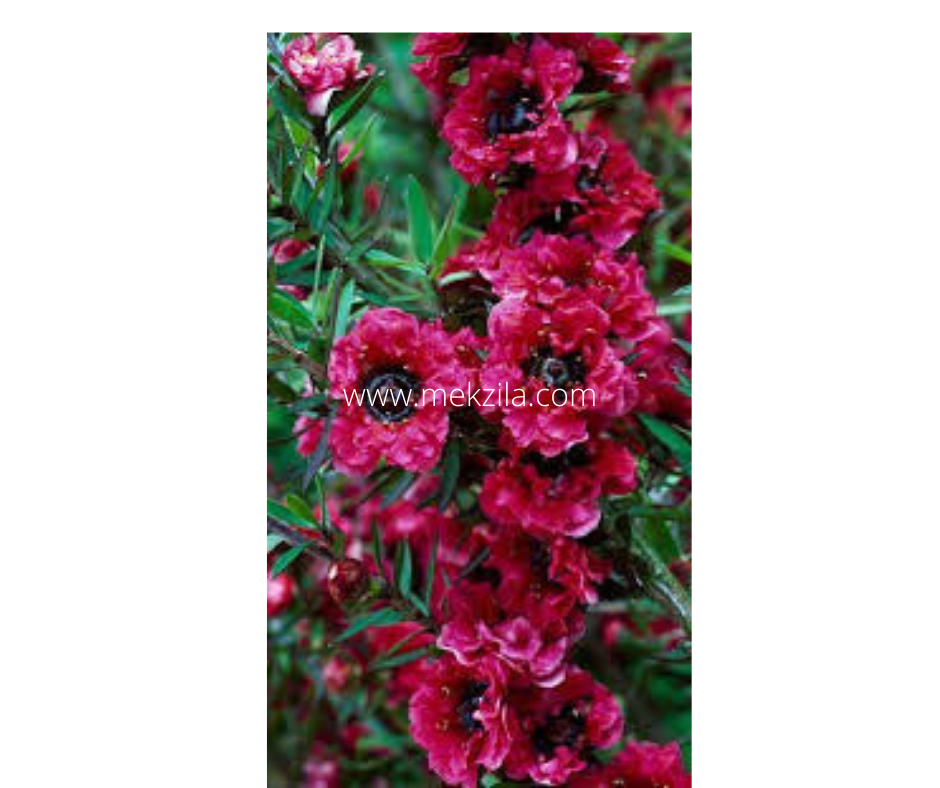 REAL LIVE POKOK BUNGA manuka flower | MEK ZILA Nursery And Landscape ...